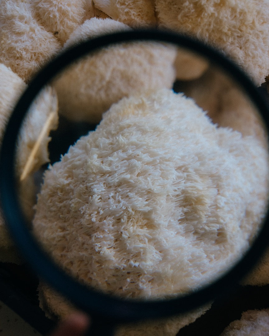 Lion's Mane - The Science – Mushroom Compadres